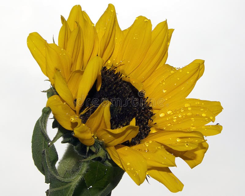 Nice sunflower stock image. Image of garden, spring, blue - 78768749