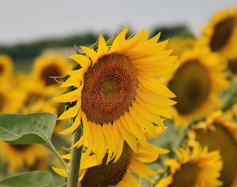 Nice sunflower stock photo. Image of field, garden, nice - 77317230