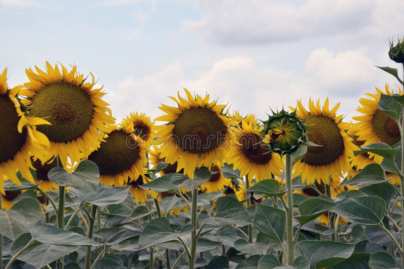 Nice sunflower stock photo. Image of field, garden, nice - 77317230