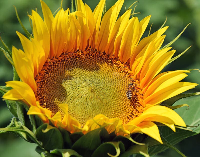 Nice sunflower stock photo. Image of multicolored, home - 76721718