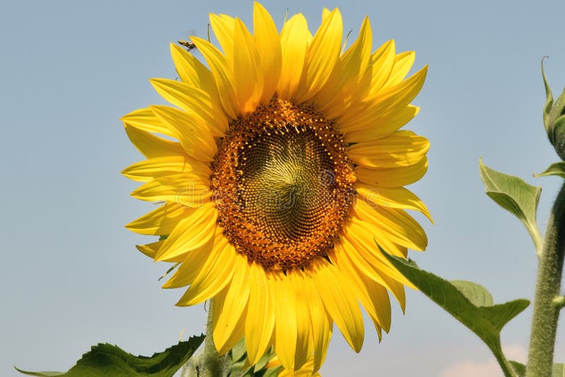 Nice sunflower stock image. Image of colorful, green - 77317061