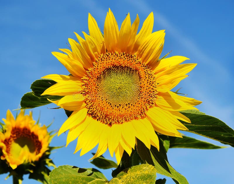 Nice sunflower stock image. Image of yellow, pretty, field - 77046109