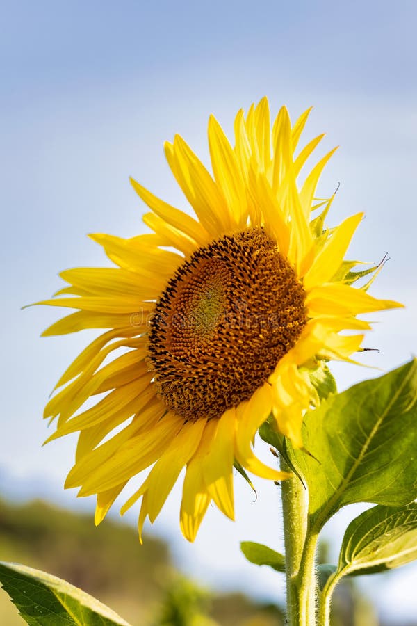 Nice sunflower stock photo. Image of multicolored, home - 76721718