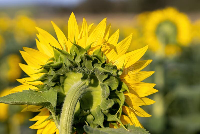 Nice Sunflower Field in Summer Stock Image - Image of botanical, beauty ...