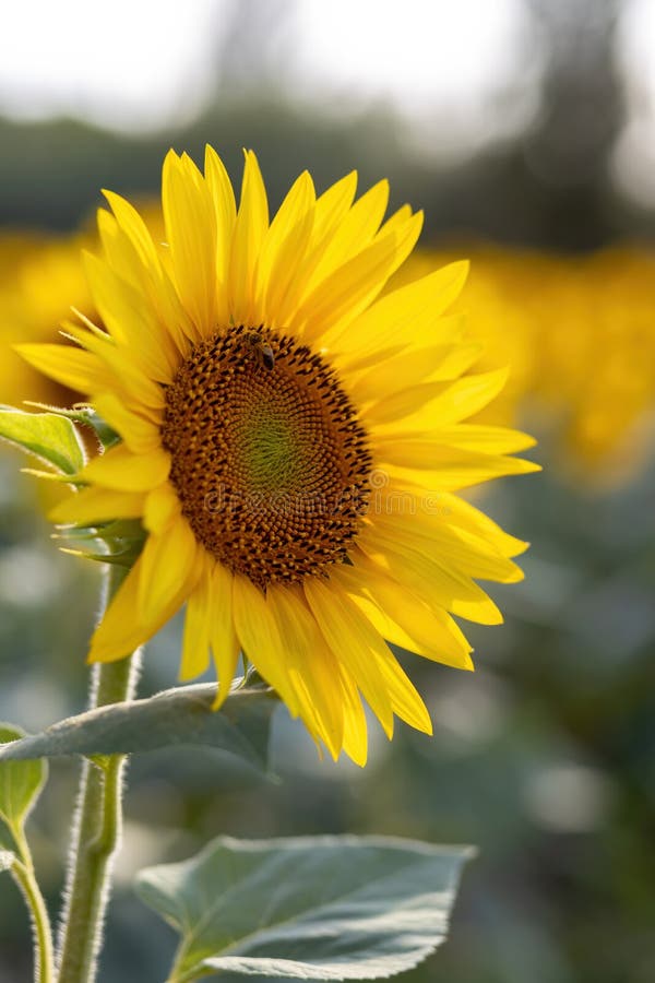 Nice sunflower stock photo. Image of multicolored, home - 76721718