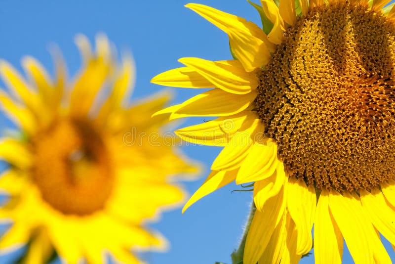 Nice sunflower stock image. Image of colorful, green - 77317061