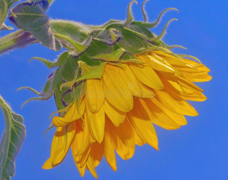 Nice sunflower stock photo. Image of multicolored, home - 76721718