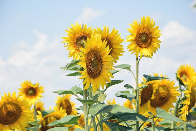 Nice sunflowers stock photo. Image of dark, serbia, summer - 74726318