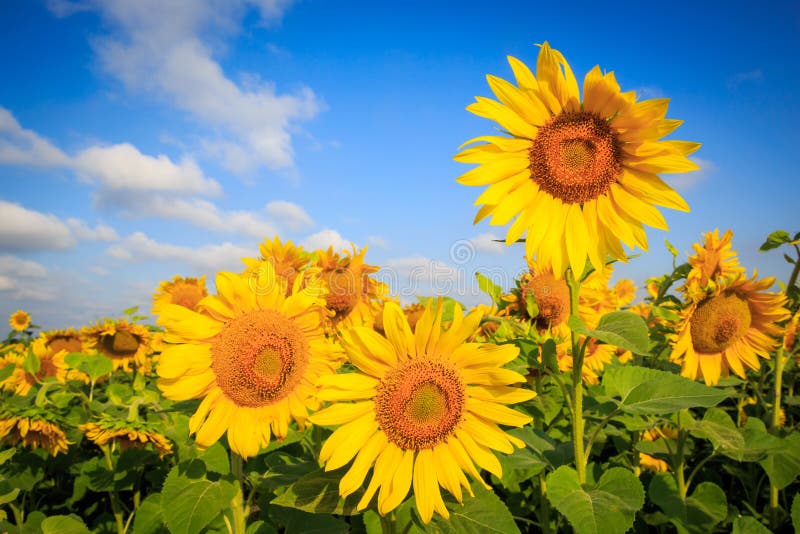 Nice sunflowers on field stock photo. Image of nature - 74913512
