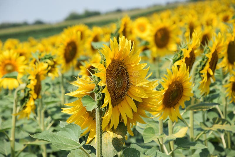 Nice sunflowers stock image. Image of home, gerber, rose - 75084743