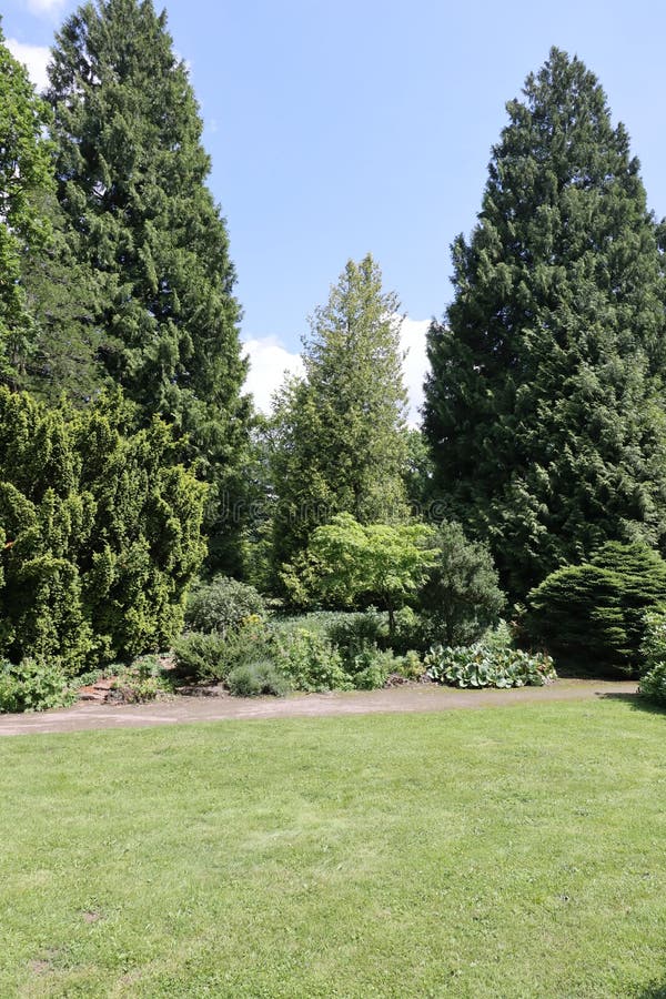 Nice Sunny Park with Big Trees and Gravel Path Stock Image - Image of ...