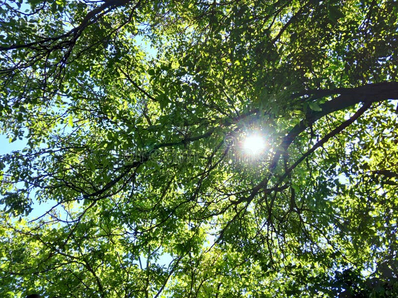 Relax in the Shade of Big Tree Stock Photo - Image of peace, breaking ...