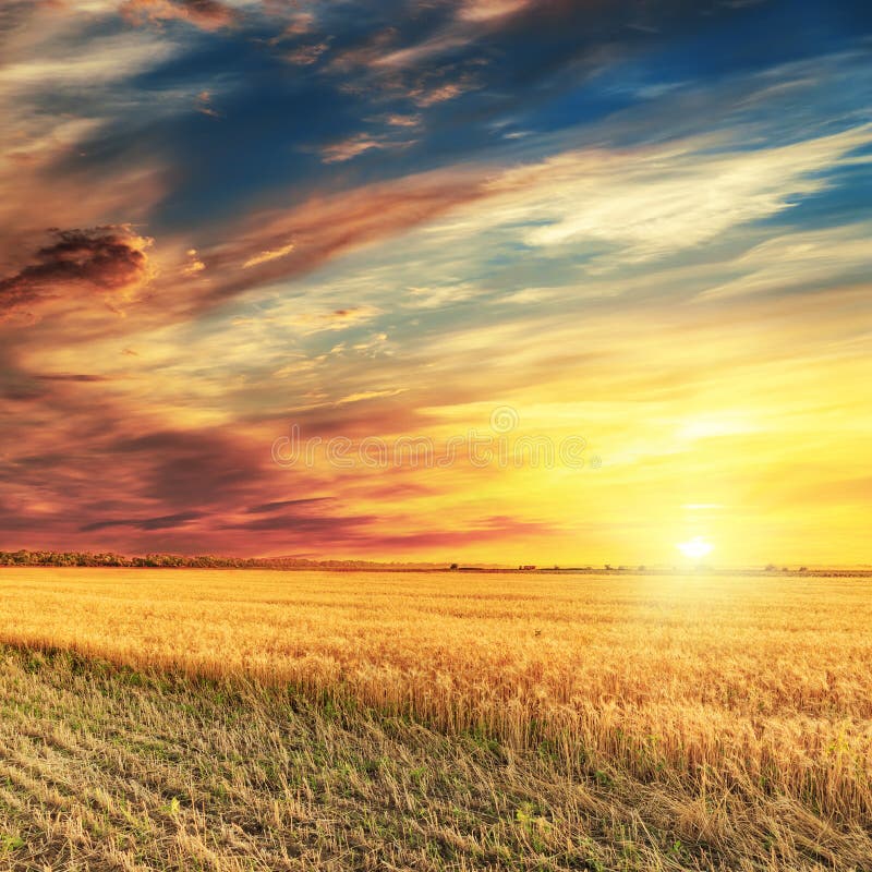 Sunset Over Field with Harvest Stock Image - Image of autumn ...
