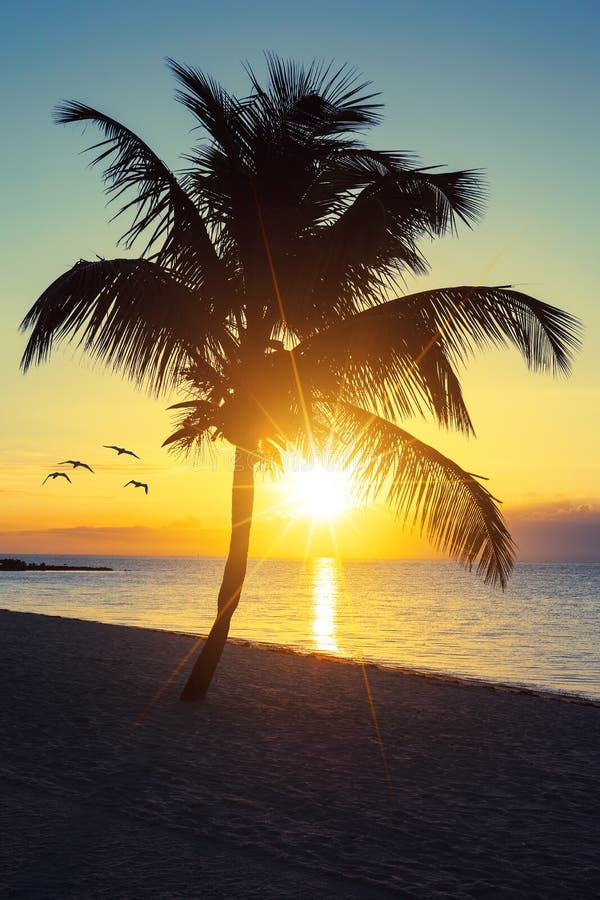 Nice sunset stock image. Image of colorful, summer, palm - 64666759