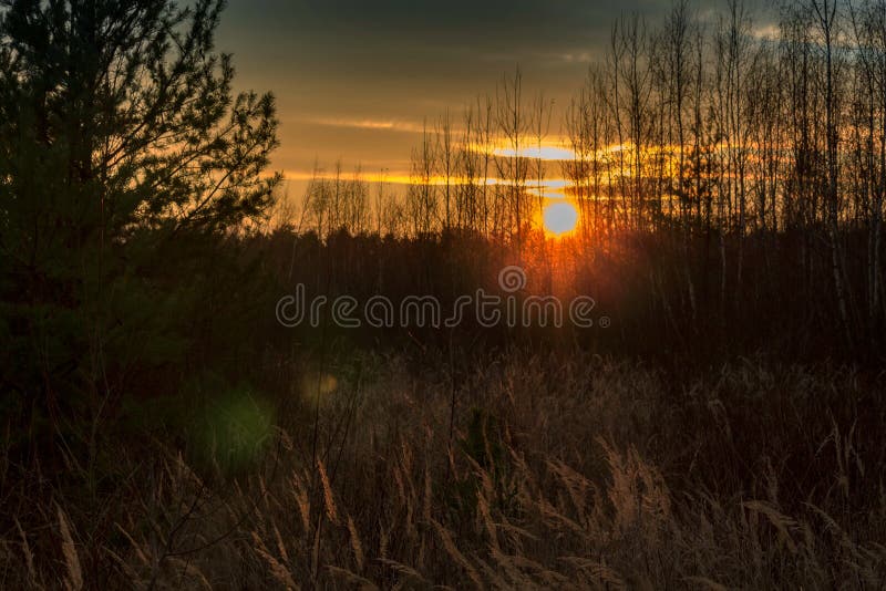 Nice Sunset through Trees and Grass Stock Image - Image of mountain ...