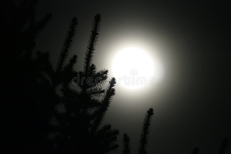 Nice Super Moon with Tree Silhuette Stock Image - Image of october ...