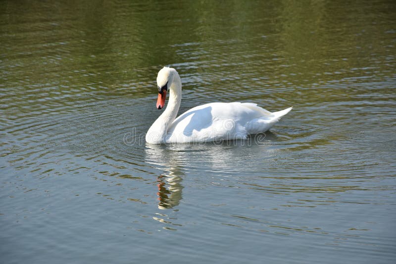 Nice Swans on the Small River Stock Photo - Image of multicolor, nature ...