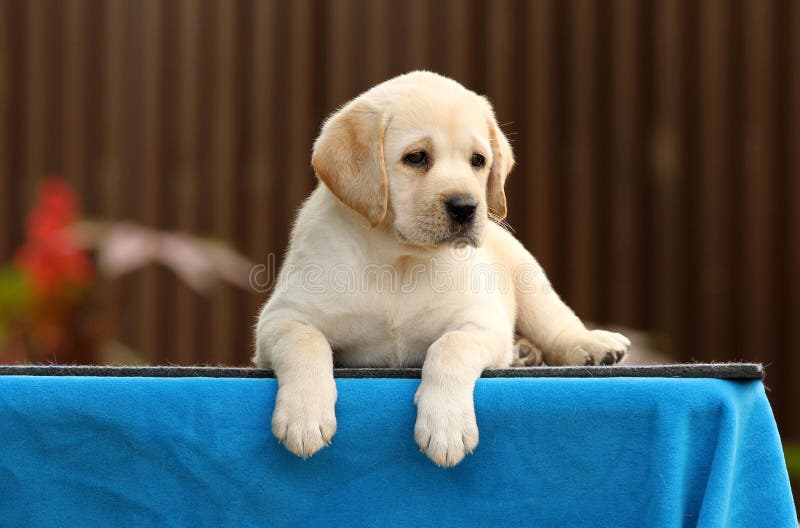 The Nice Sweet Labrador Puppy on a Blue Background Stock Photo - Image ...