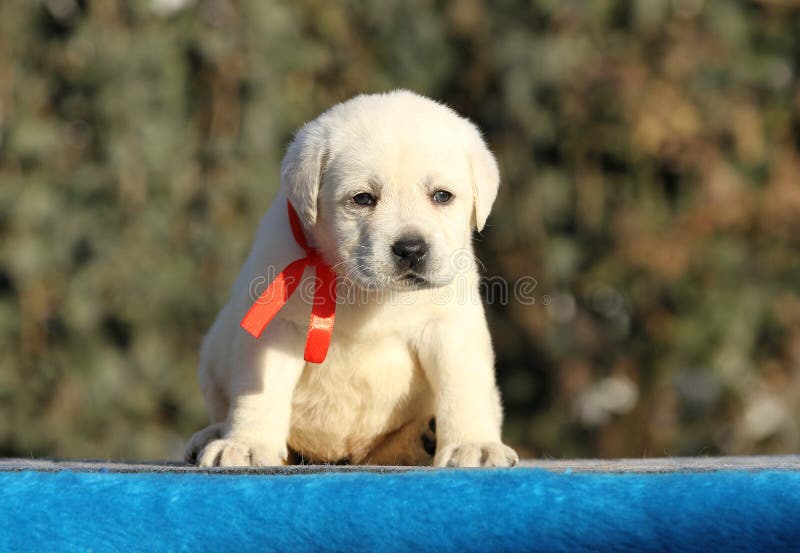 The Nice Sweet Labrador Puppy on a Blue Background Stock Image - Image ...