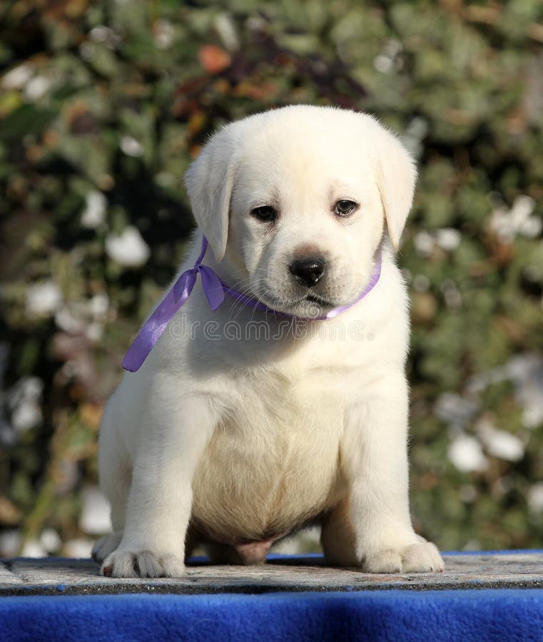 A Nice Sweet Labrador Puppy on a Blue Background Stock Photo - Image of ...