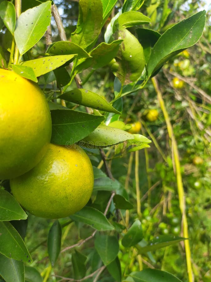 Nice and sweet orange tree stock image. Image of orange - 290920677