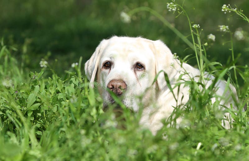Nice Sweet Yellow Labrador in the Park Stock Photo - Image of play ...
