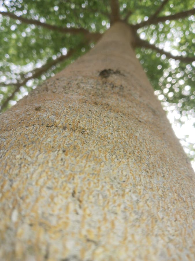 A Nice, Tall Tree Stands Tall on the Outskirts of a Stone Town in ...