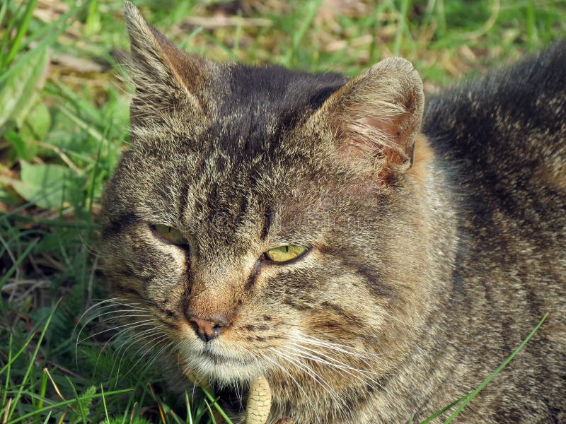 Portrait of Lithuania men stock image. Image of attributes - 25210201