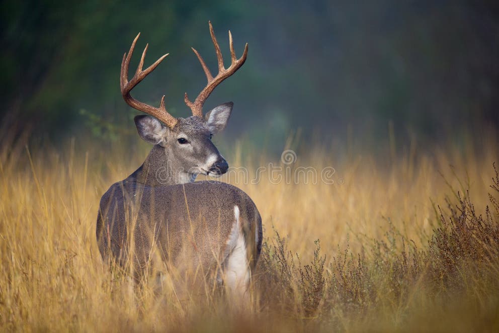 Nice ten pointer stock photo. Image of boone, frame, grooming - 80410162