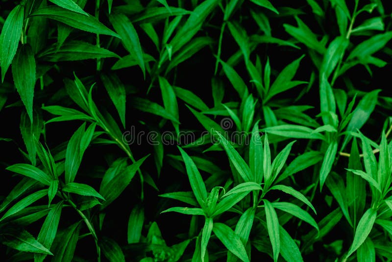 Nice and Textural,green and Clean Plant Leaves Stock Photo - Image of ...