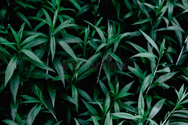Nice and Textural,green and Clean Plant Leaves Stock Photo - Image of ...