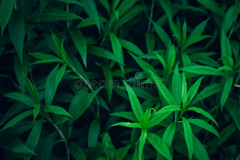 Nice and Textural,green and Clean Plant Leaves Stock Image - Image of ...