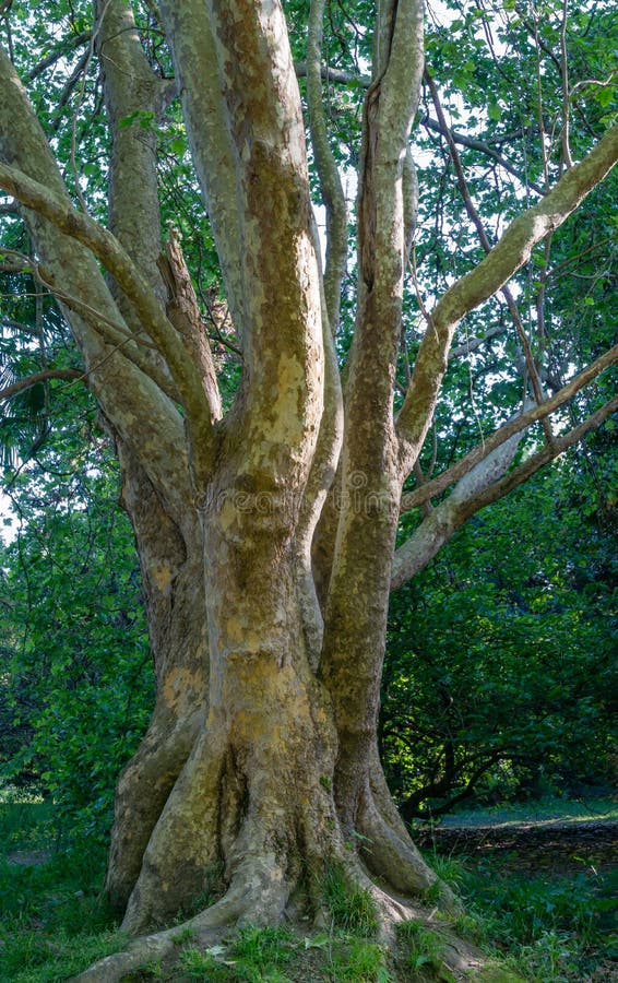 Nice Texture of American Sycamore Tree Platanus Occidentalis, Plane ...
