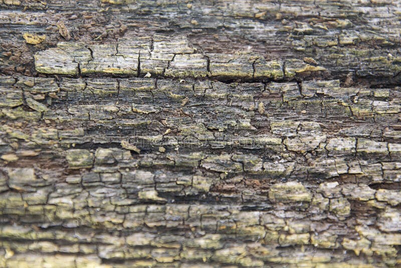 Nice texture stock image. Image of beautiful, pretty - 89513149