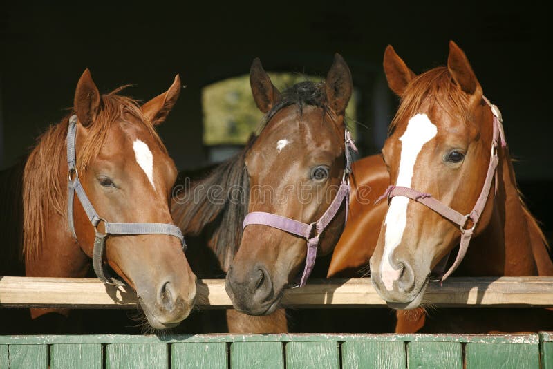 Nice Thoroughbred Horses in the Stable Nice Thoroughbred Horses in the ...