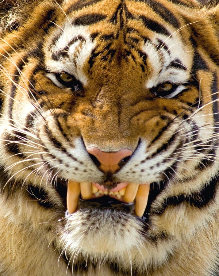 Snarling Tiger 1+ Thousand Tiger Snarling Royalty Free Images, Stock