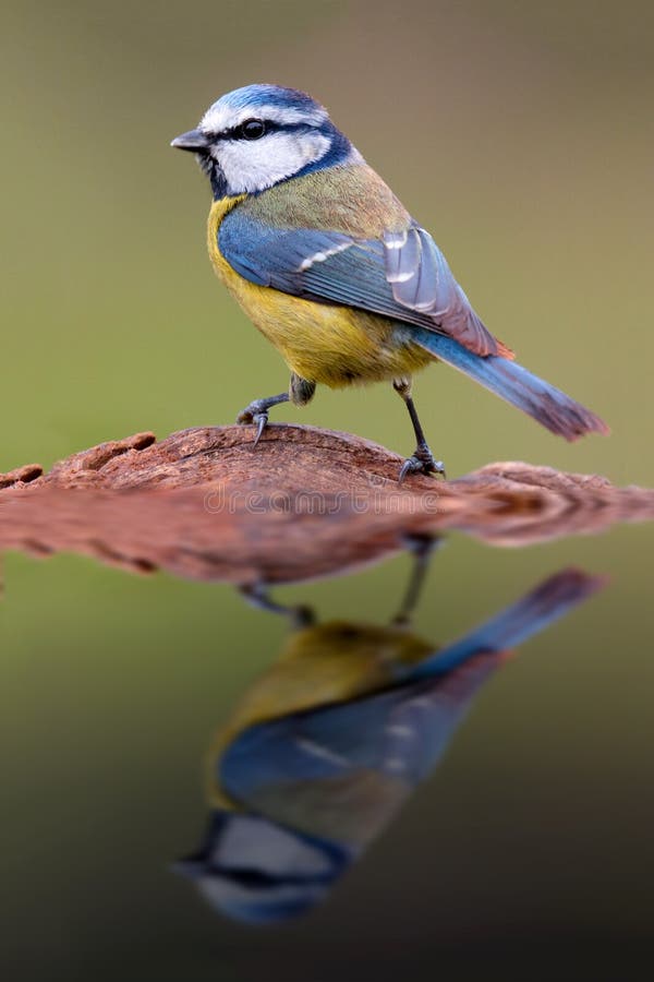 Nice tit with blue head stock photo. Image of bunting - 64686226
