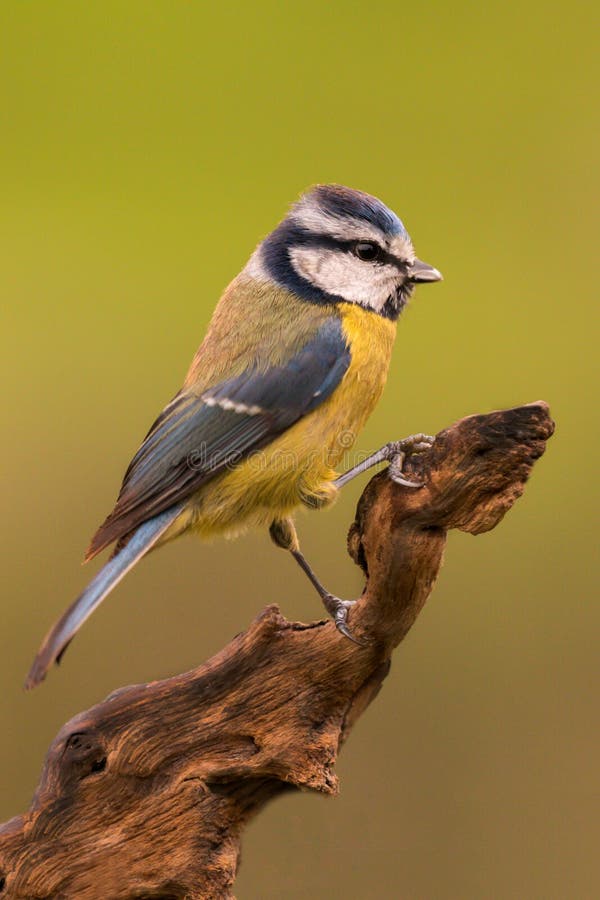 Nice tit with blue head stock photo. Image of beak, perch - 83825992