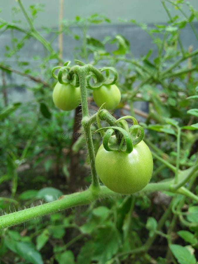 Nice Tomato stock photo. Image of extraordinary, beautiful - 165654802