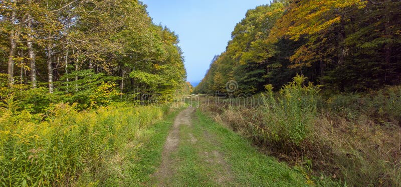 Nice Trail in the Canadian Forest at Fall Stock Photo - Image of forest ...