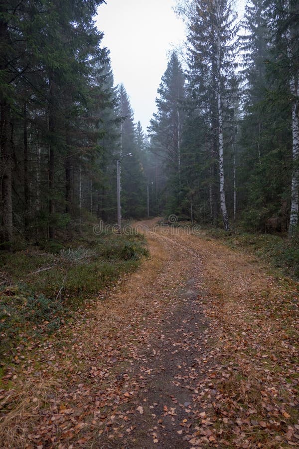 A Nice Training Track in a Autumn Forest Stock Image - Image of sweden ...