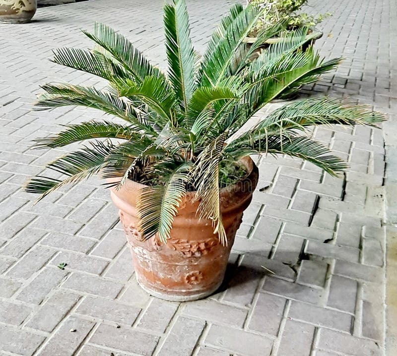 Nice tree nice stock photo. Image of branch, flowerpot - 262544796