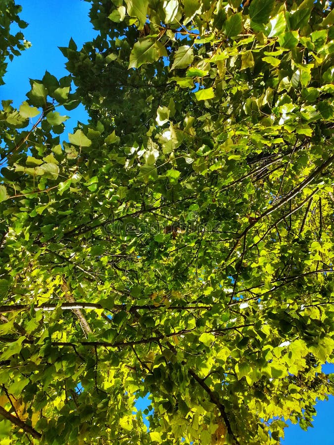 Nice Tree and Beautiful Leaves. Stock Image - Image of beautiful ...