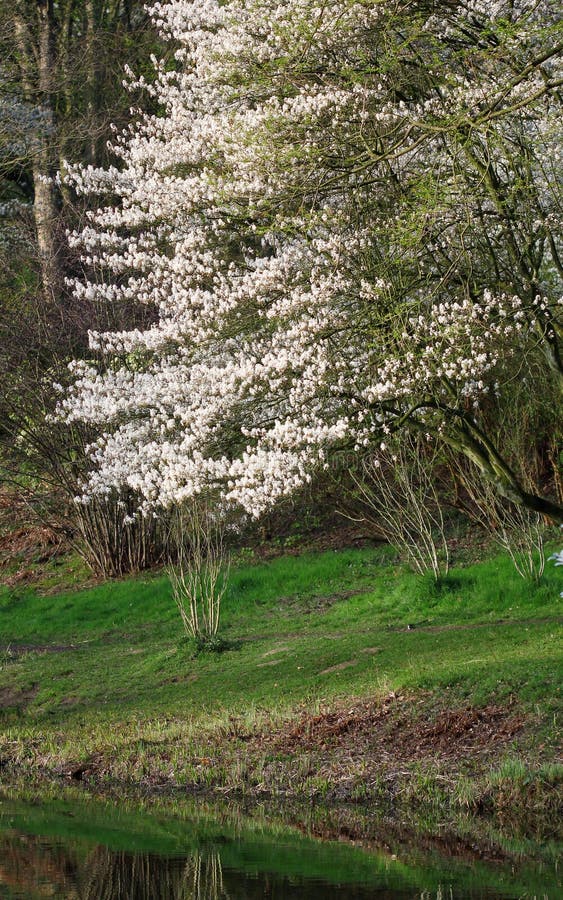 Nice Tree in Blossom Standing Near the Lake in the Spring Stock Photo ...