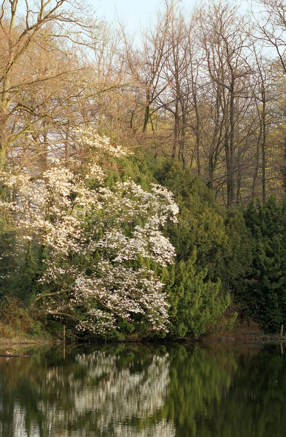 Nice Tree in Blossom Standing Near the Lake Stock Image - Image of ...