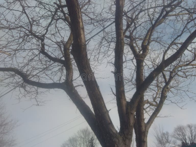 Trees stock image. Image of branches, tree, nice, trees - 110246111