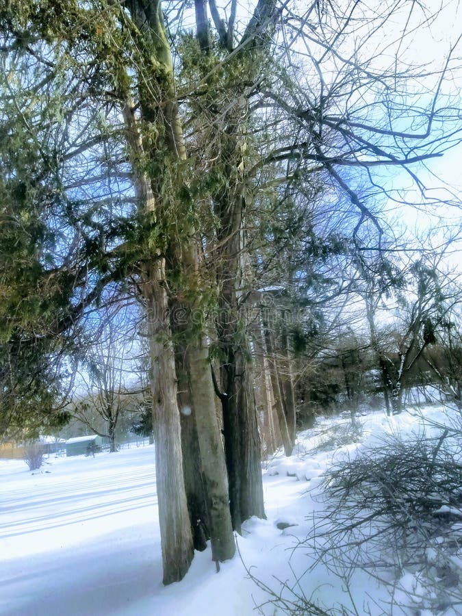 Trees stock image. Image of branches, tree, nice, trees - 110246829