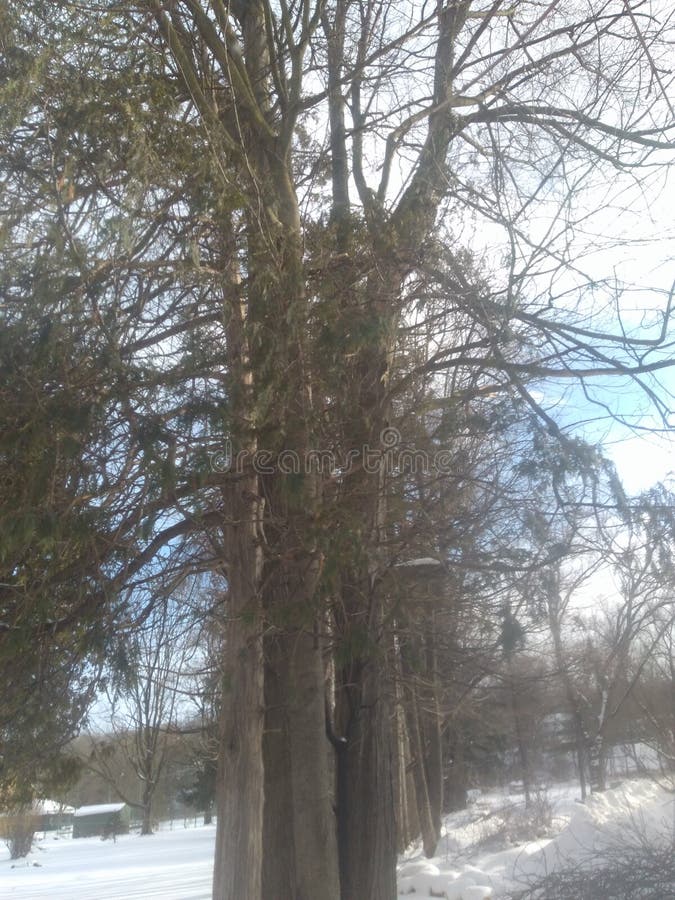 Trees stock photo. Image of tree, nice, branches, trees - 110249588