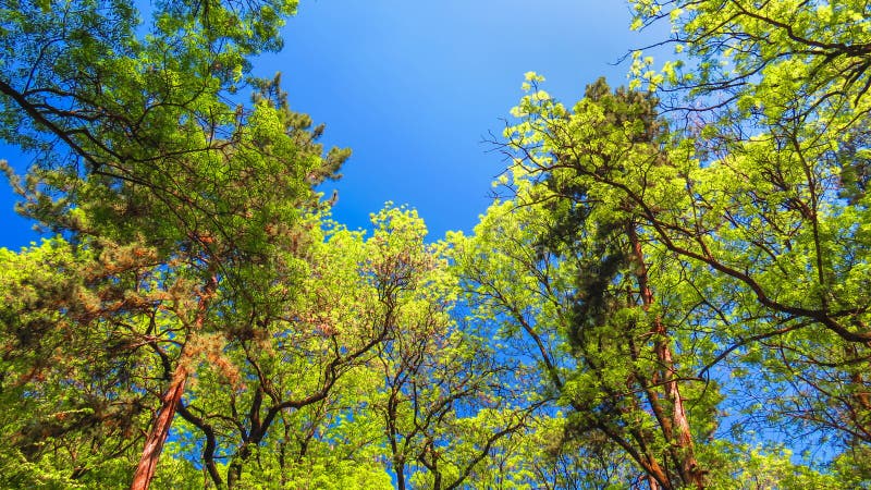 Nice Tree Crown on the Background the Blue Sky. Stock Image - Image of ...