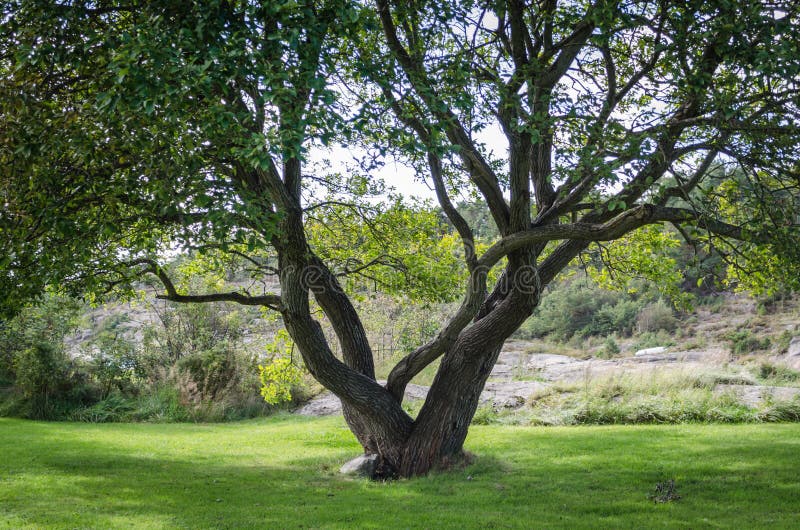 Nice Tree on the Green Gras Stock Image - Image of tree, moods: 109776013